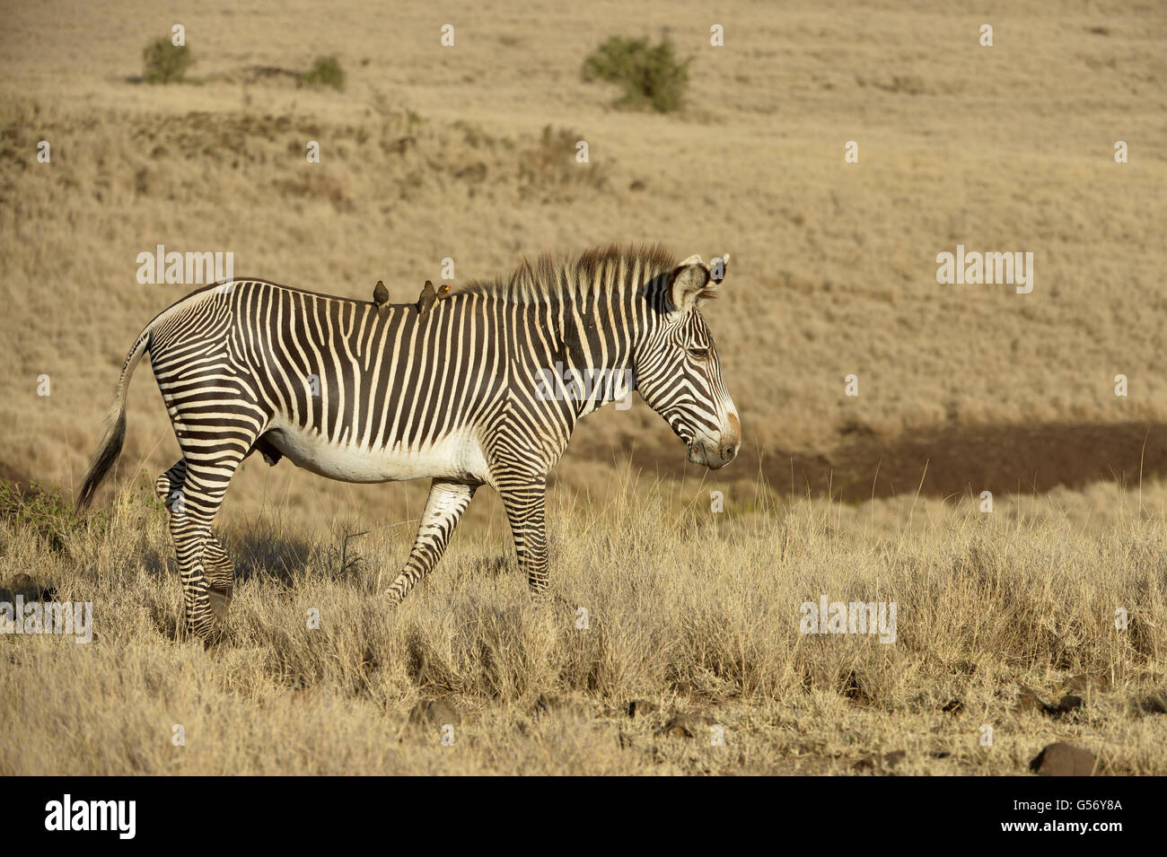 Grevy's Zebra (Equus grevyi) adult male, with Yellow-billed Oxpeckers ...