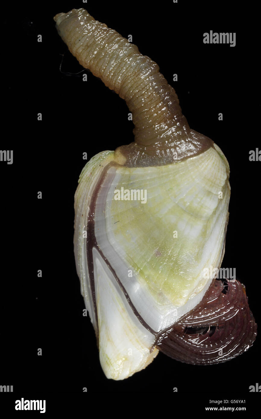 Lepas anserifera hi-res stock photography and images - Alamy