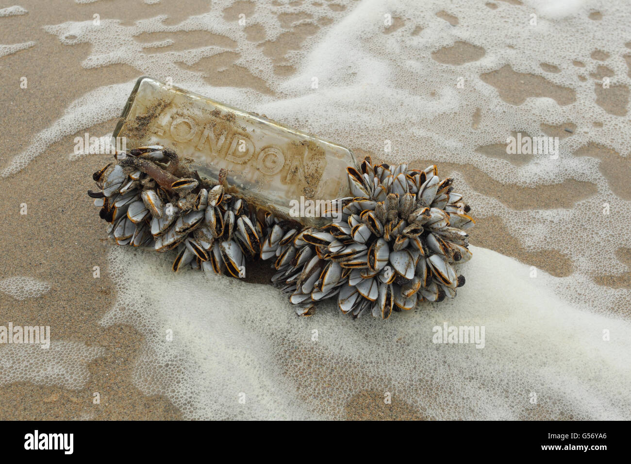 Anatifera hi-res stock photography and images - Alamy