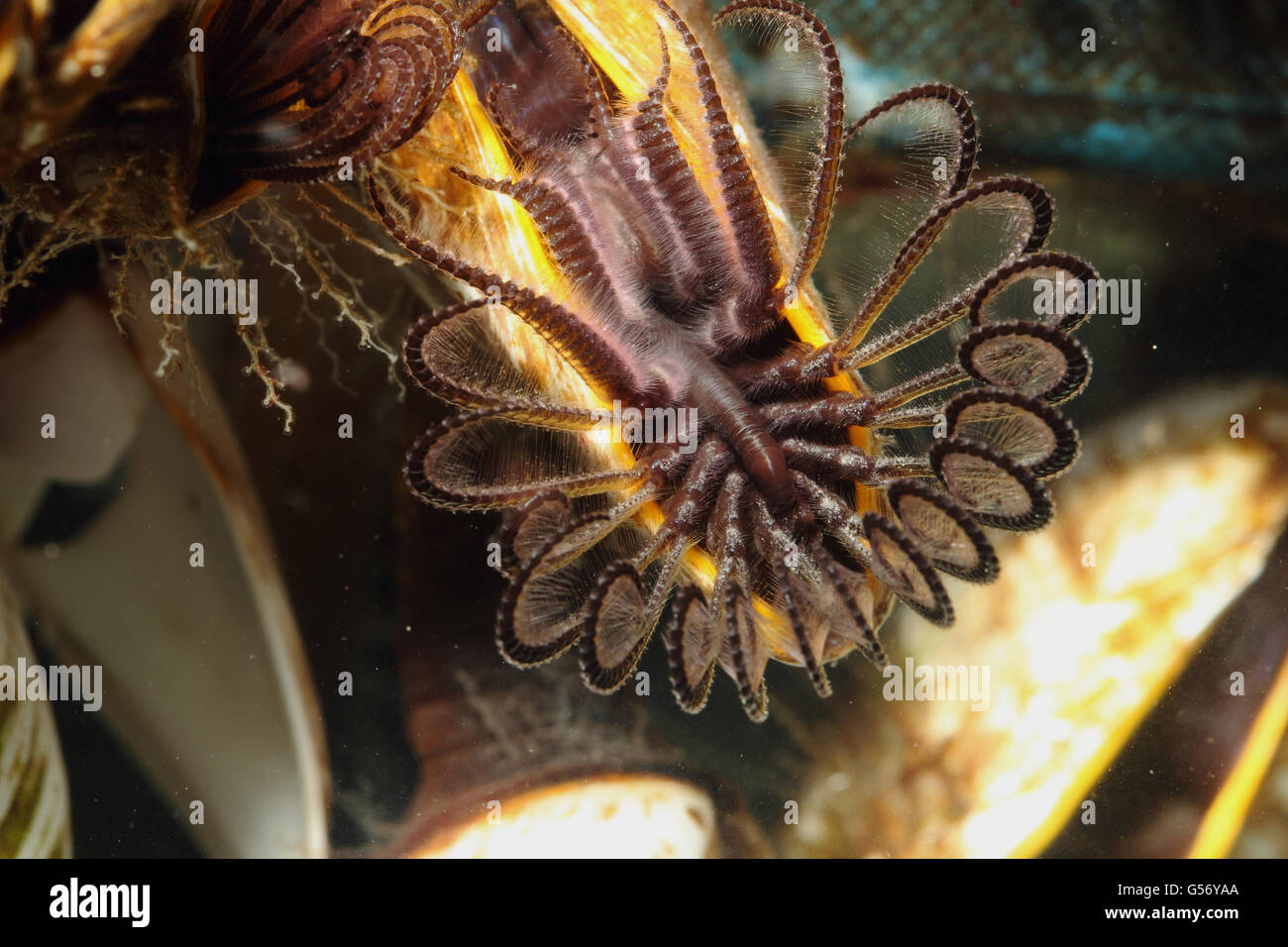 Pelagic Goose Barnacle