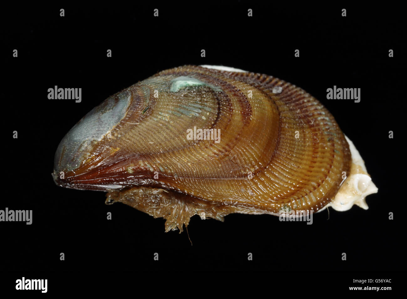 Scorched Mussel (Brachidontes exustus) adult, taken from American ...