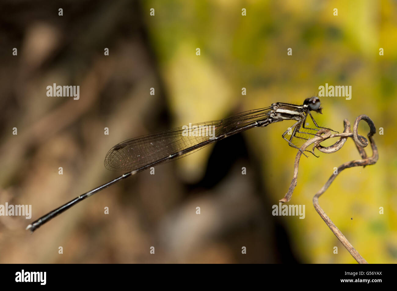 Threadtail hi-res stock photography and images - Alamy
