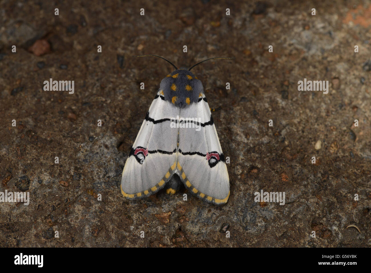 Cherry-spot Moth (Diaphone eumela) adult, Lewa Wildlife Conservancy ...