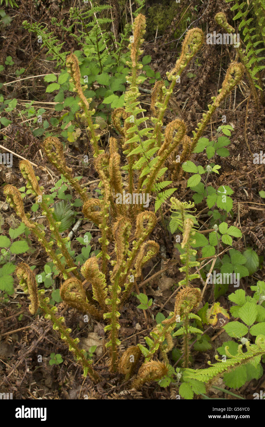 Scaly Male Fern (Dryopteris affinis affinis) fronds unfurling ...