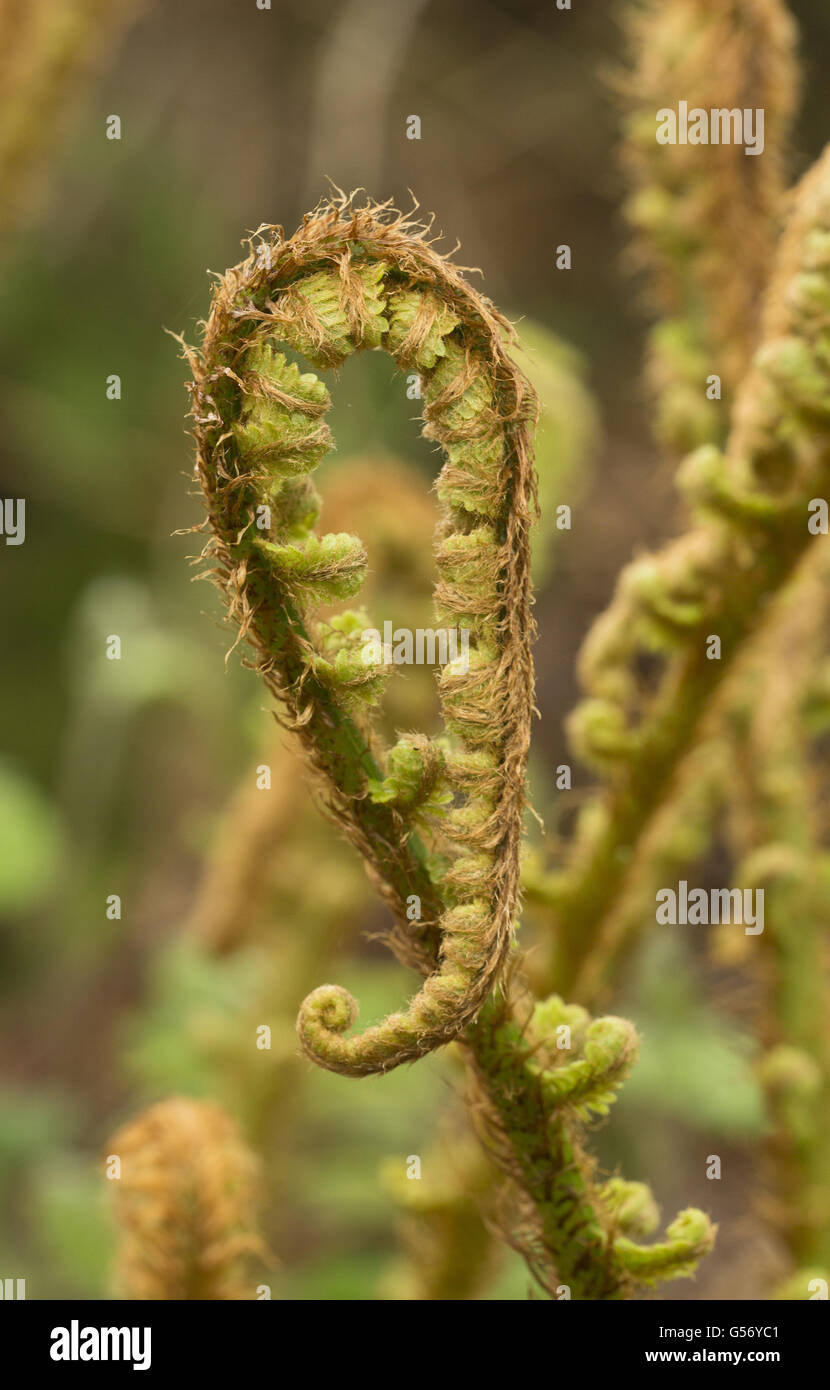 Scaly Male Fern (Dryopteris affinis affinis) frond unfurling (circinate ...