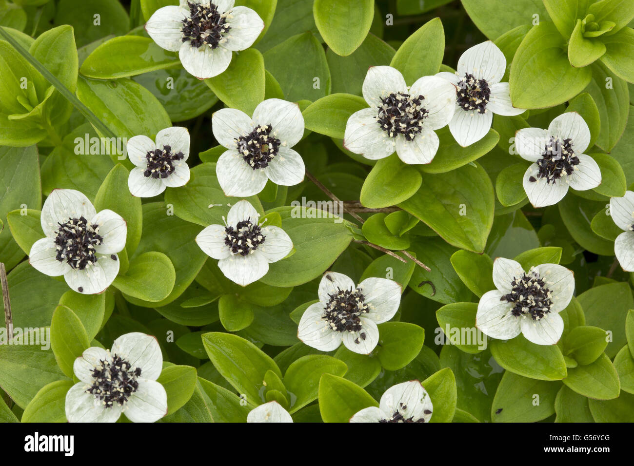 Dwarf cornel cornus suecica hi-res stock photography and images - Alamy