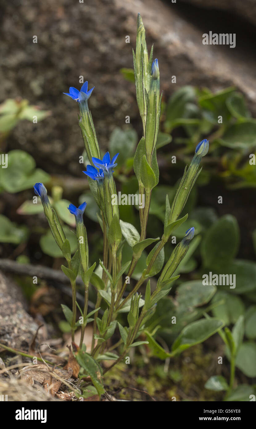 Snow gentian gentiana nivalis flowering hi-res stock photography and ...