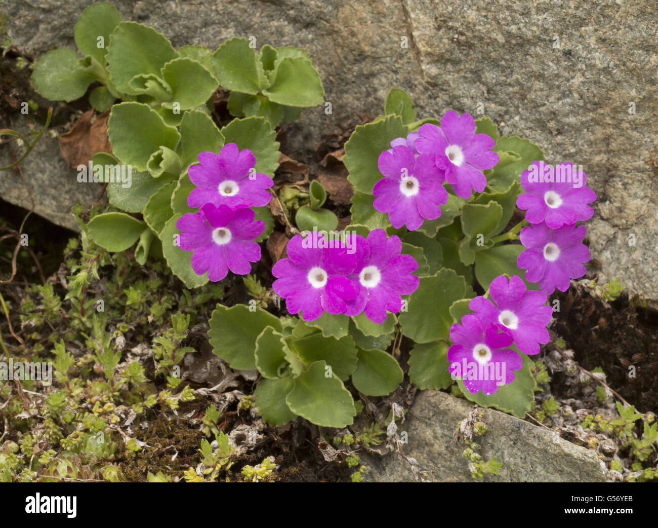 Hairy Primrose (Primula hirsuta) flowering, growing on acid rock (at ...