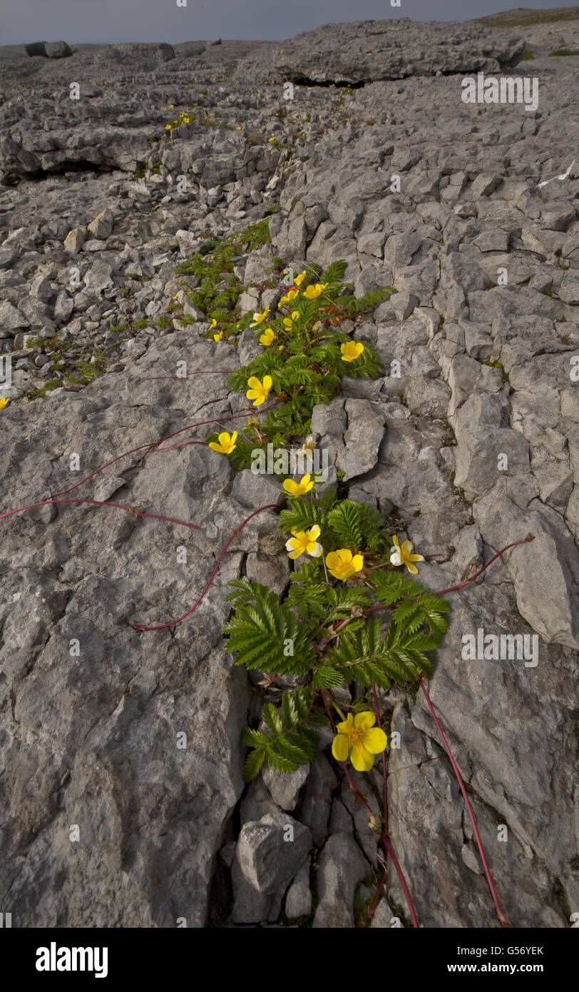 Common Silverweed (Potentilla anserina) flowering, growing on limestone ...