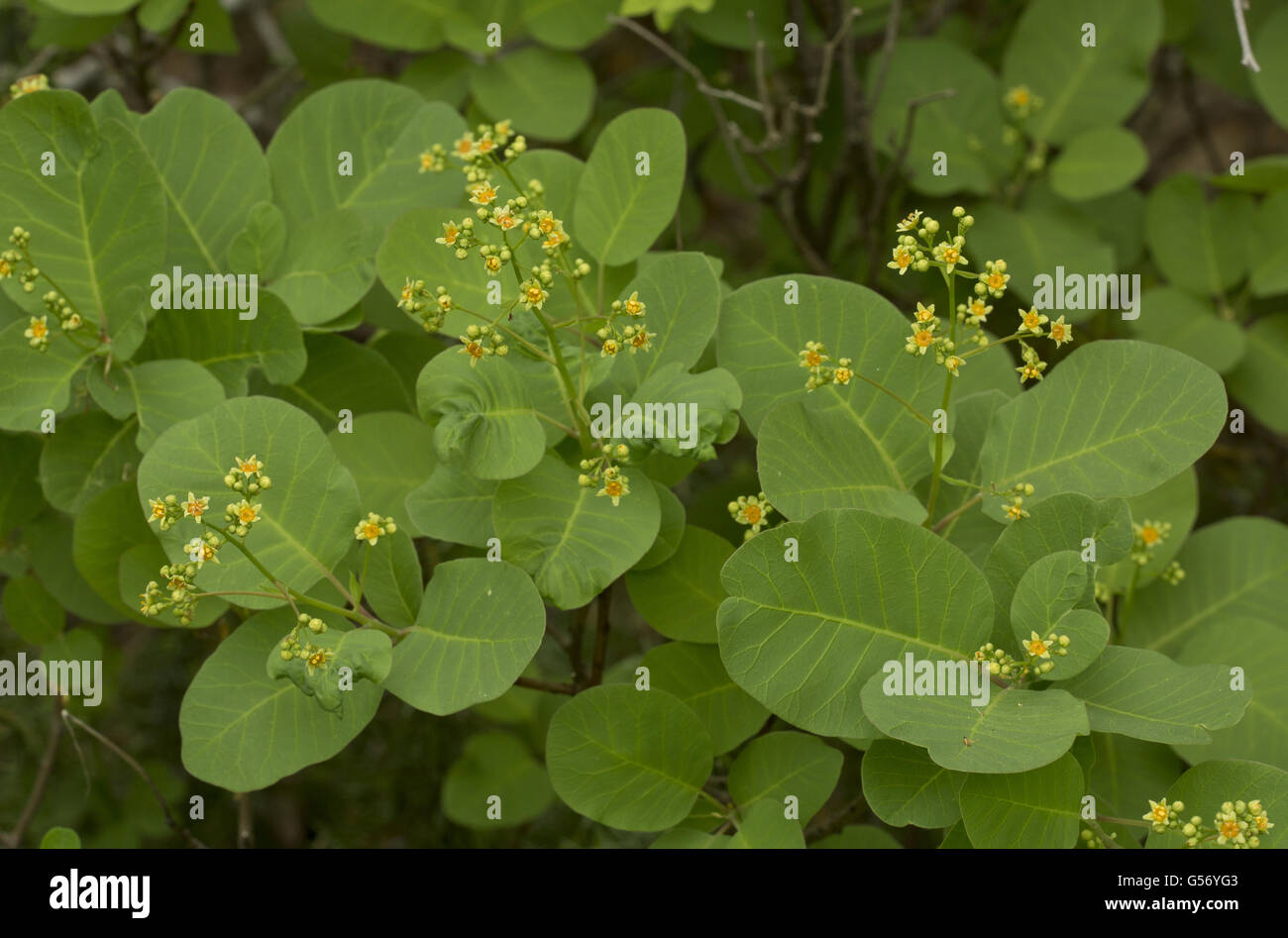 Smoke Bush (Cotinus coggygria) flowering, growing in light woodland ...