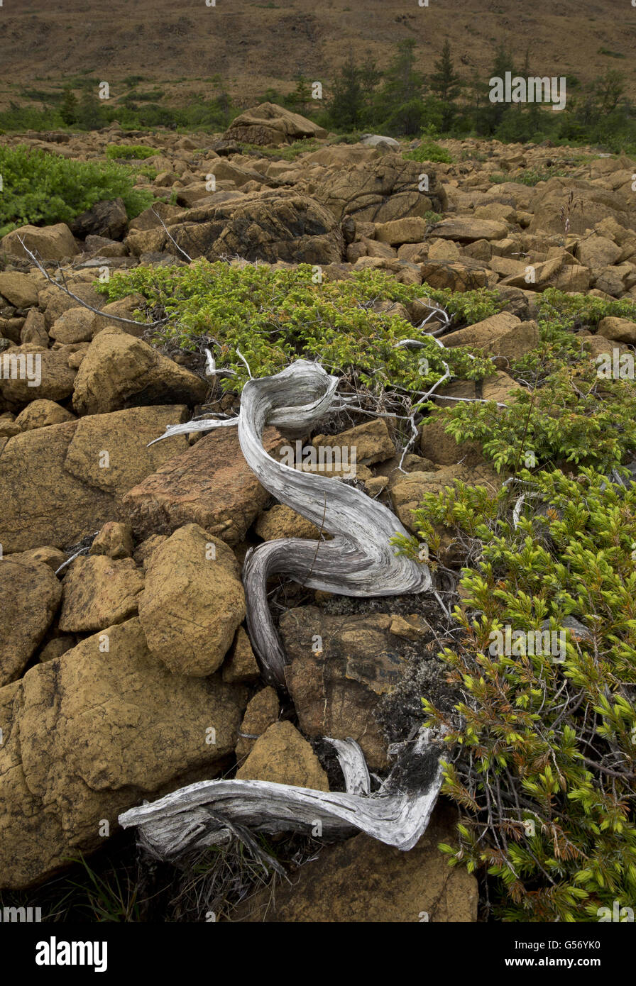 Common Juniper (Juniperus communis) dwarf prostrate form, habit ...