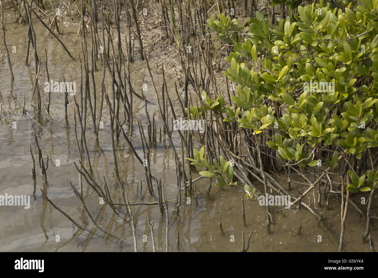 Black mangrove tree pneumatophores hi-res stock photography and images ...