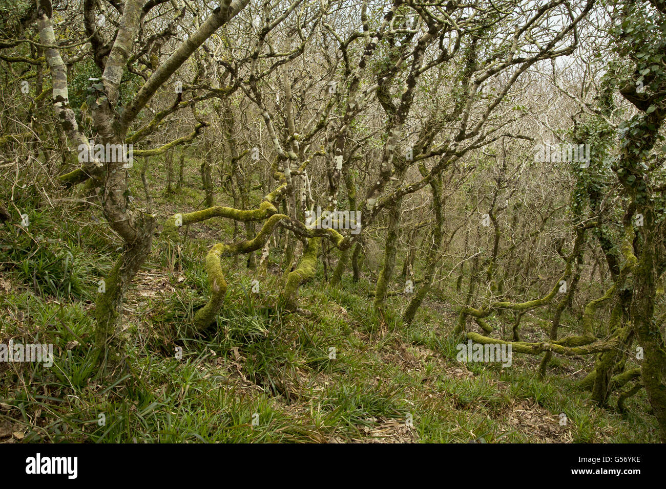 Sessile Oak (Quercus petraea) and Common Oak (Quercus robur) dwarf ...