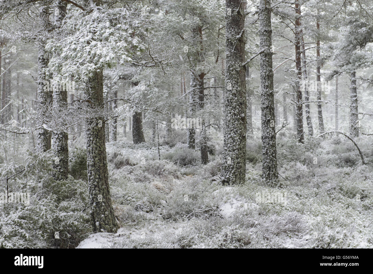 Scots Pine (Pinus sylvestris) forest habitat in snow, Rothiemurchus ...
