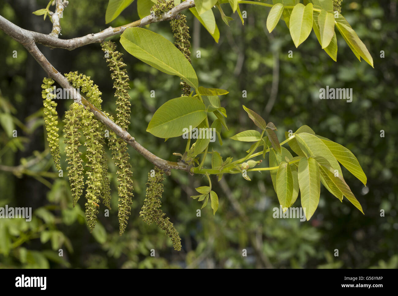 Walnut tree juglans regia flowers hi-res stock photography and images ...
