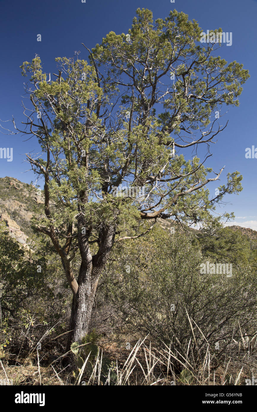 Alligator Juniper (Juniperus deppeana) habit, growing in desert, Chisos ...
