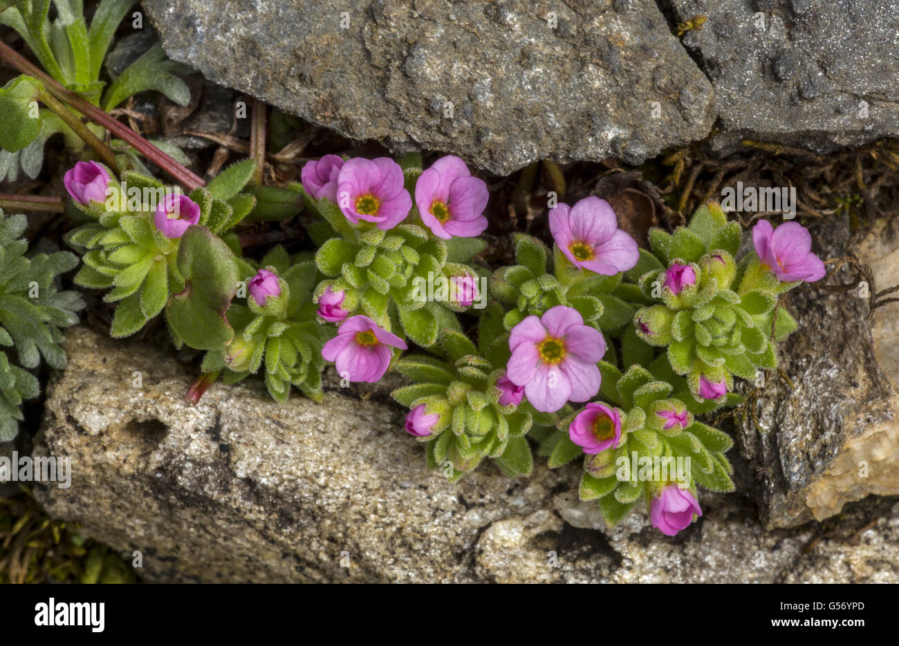 Alpine Rock-jasmine (Androsace alpina) flowering, growing on high ...