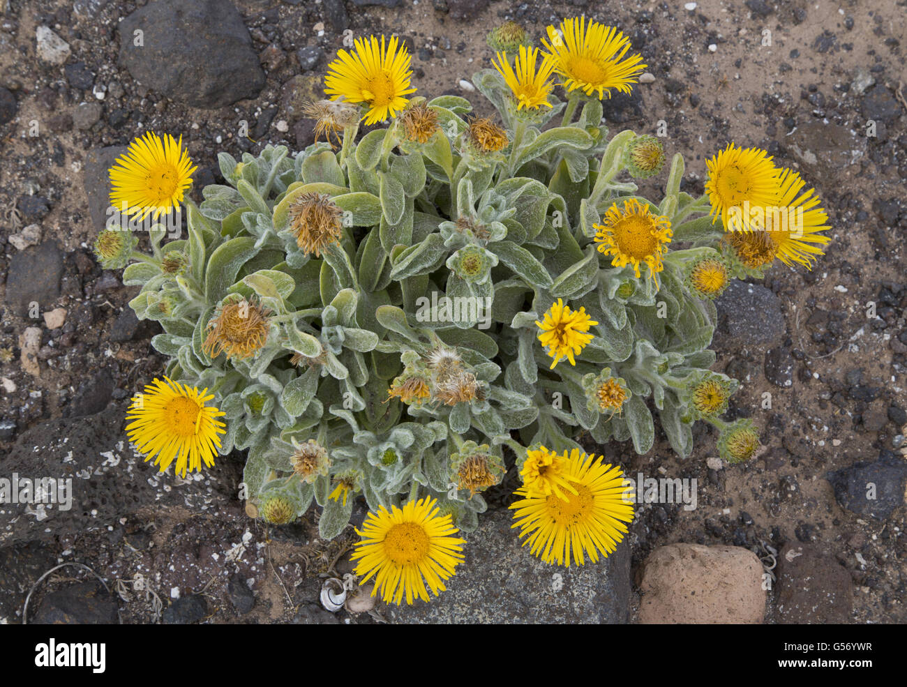 Pulicaria canariensis hi-res stock photography and images - Alamy