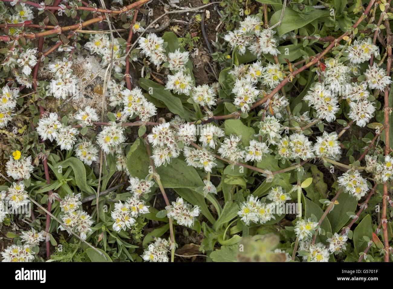 Algerian Tea (Paronychia argentea) flowering, Spain, April Stock Photo ...