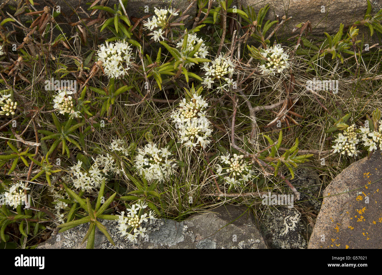 Labrador tea plant hi-res stock photography and images - Alamy