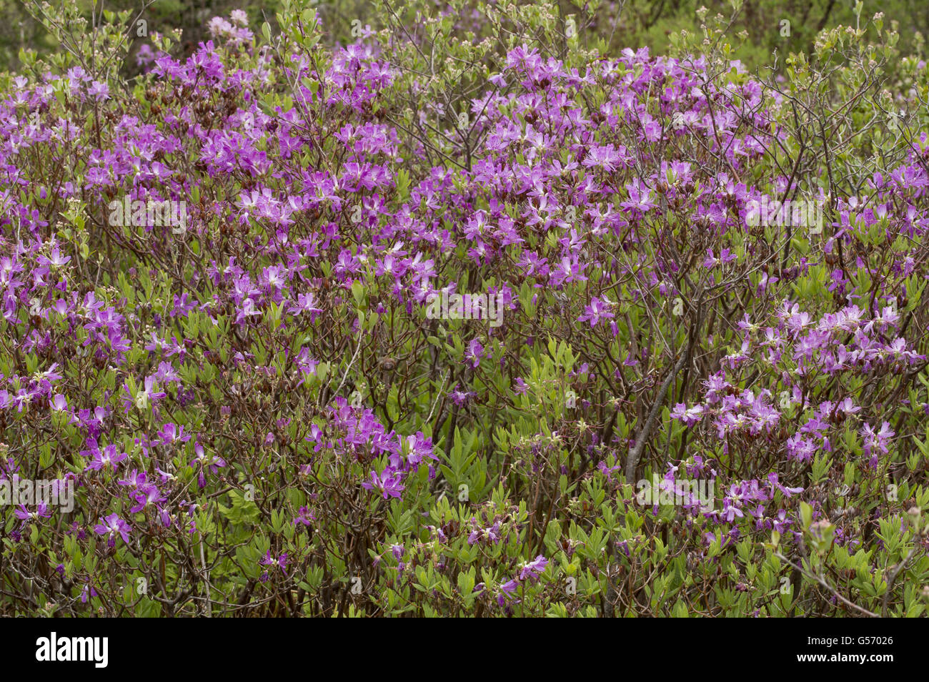 Newfoundland island flower hi-res stock photography and images - Alamy