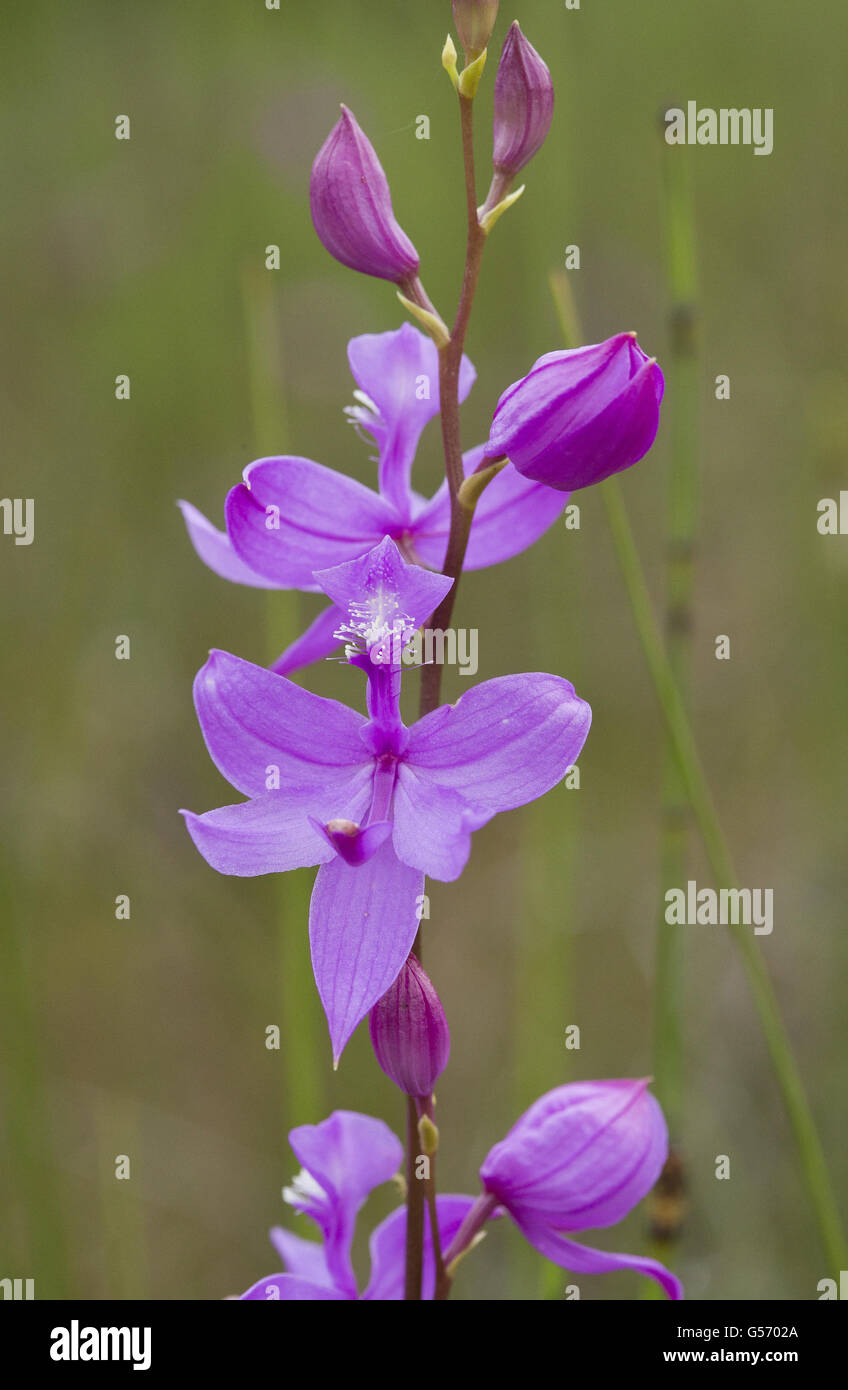 Tuberous Grass-pink (Calopogon tuberosus) close-up of flowers, growing ...