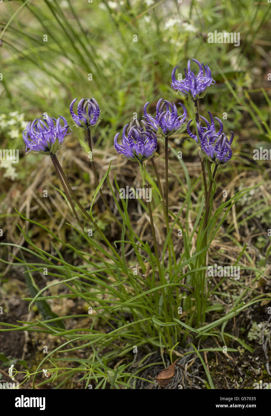 Globe-headed Rampion (Phyteuma hemisphaericum) flowering, growing on ...