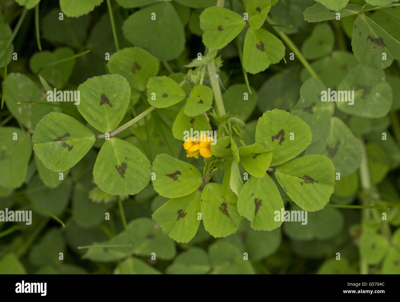 Spotted Medick (Medicago arabica) flowering, England, May Stock Photo ...