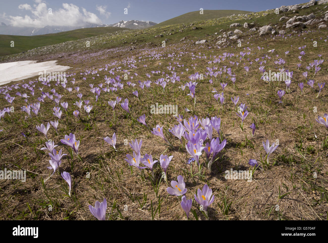 Spring Crocus (Crocus vernus) flowering mass, growing in mountain ...