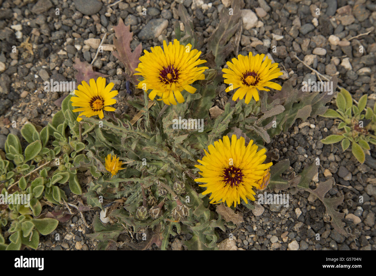 False Sowthistle (Reichardia tingitana) introduced species, flowering ...