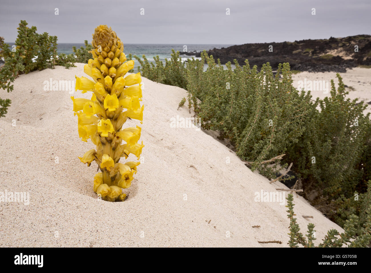 Yellow Broomrape (Cistanche phelypaea) flowering, parasitic on ...
