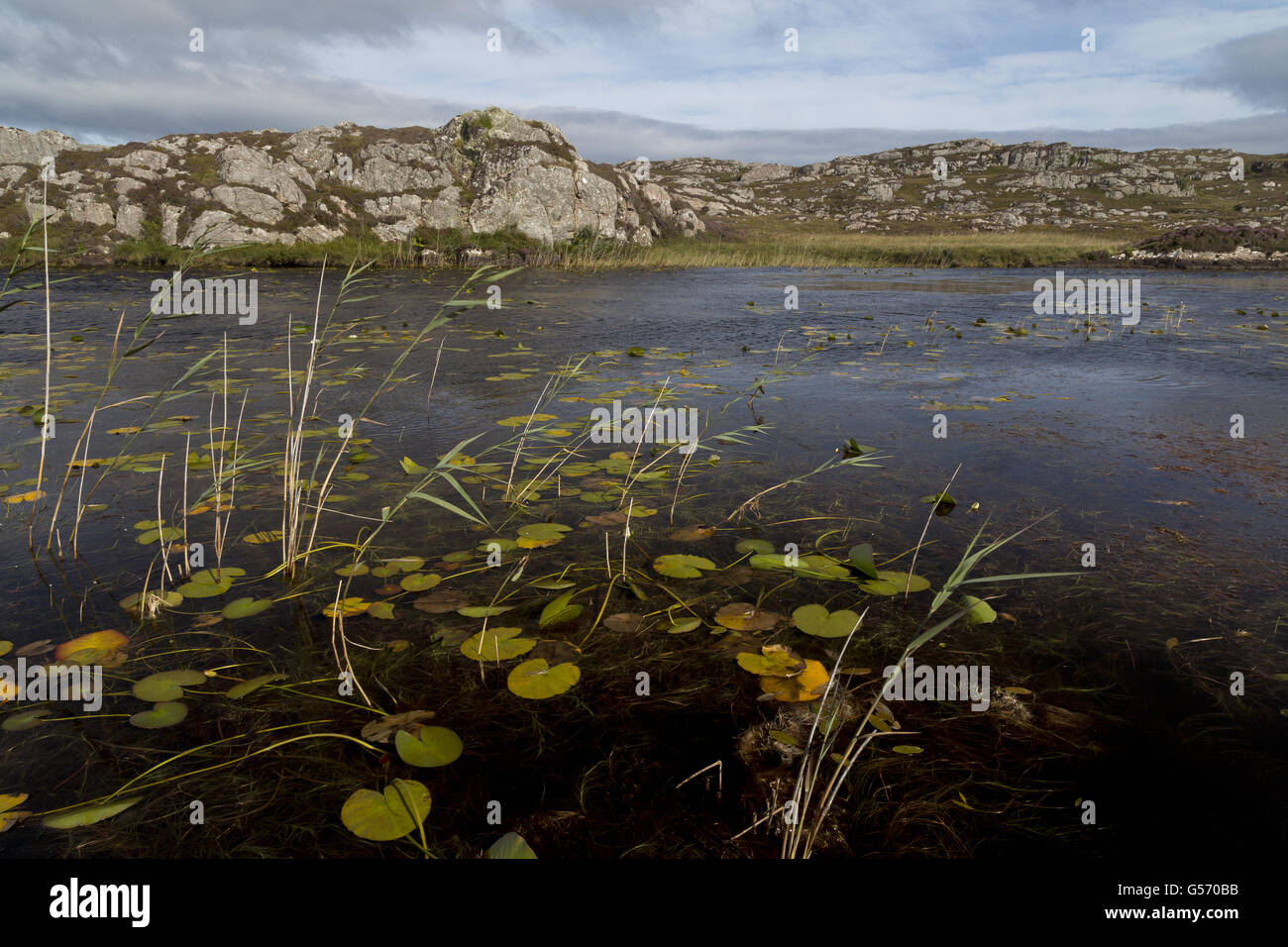 Unpolluted well-vegetated acidic loch, Loch a Mhill Aird, Coll, Inner ...