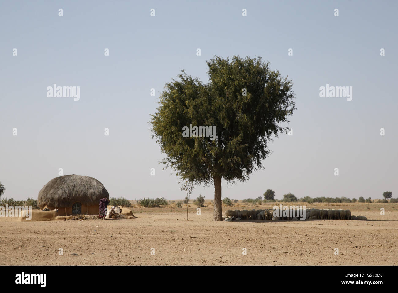 Shepherd's hut with sheep flock sheltering from mid-day sun in shade of ...