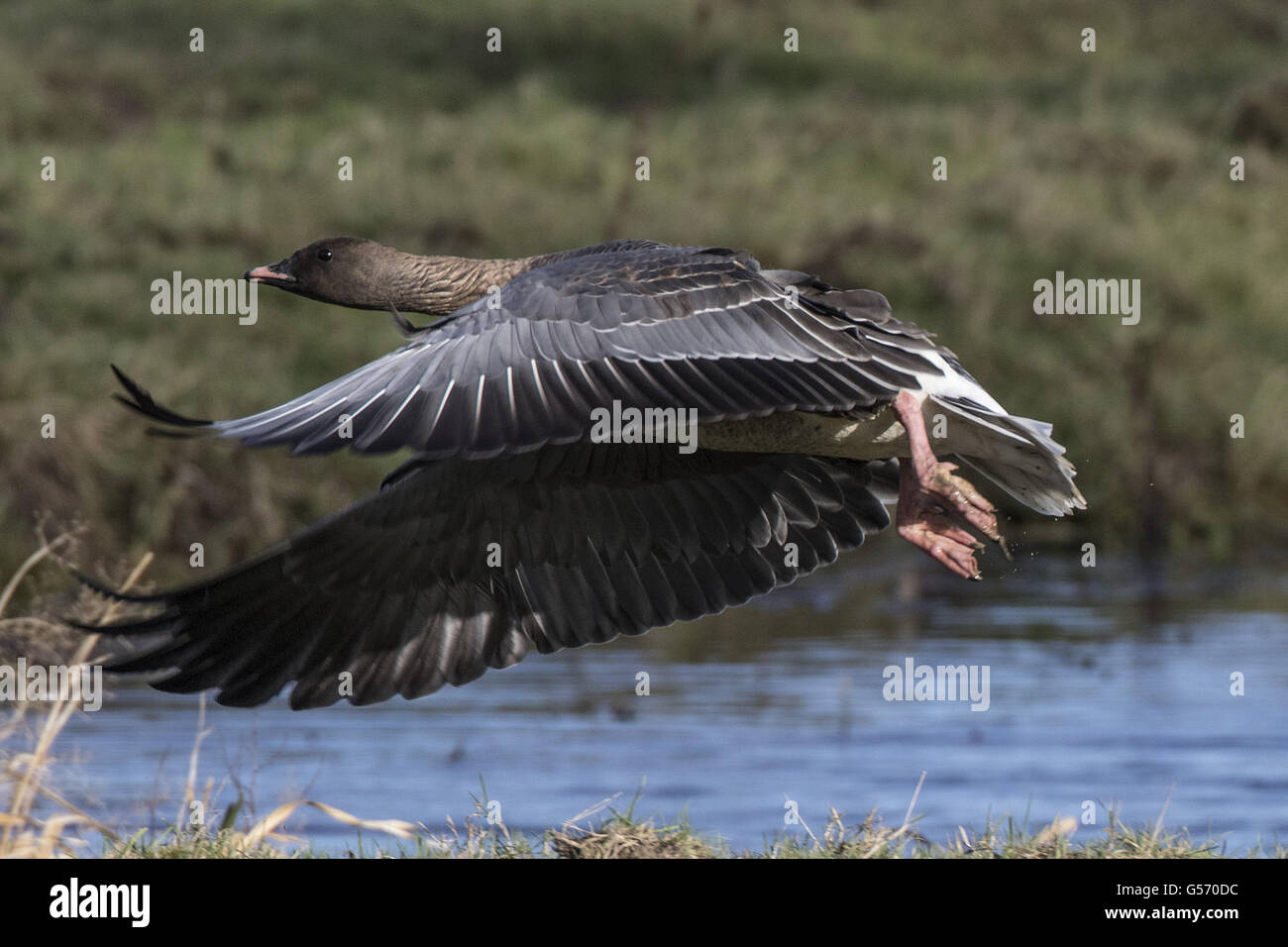 Pink footed goose taking off Stock Photo - Alamy