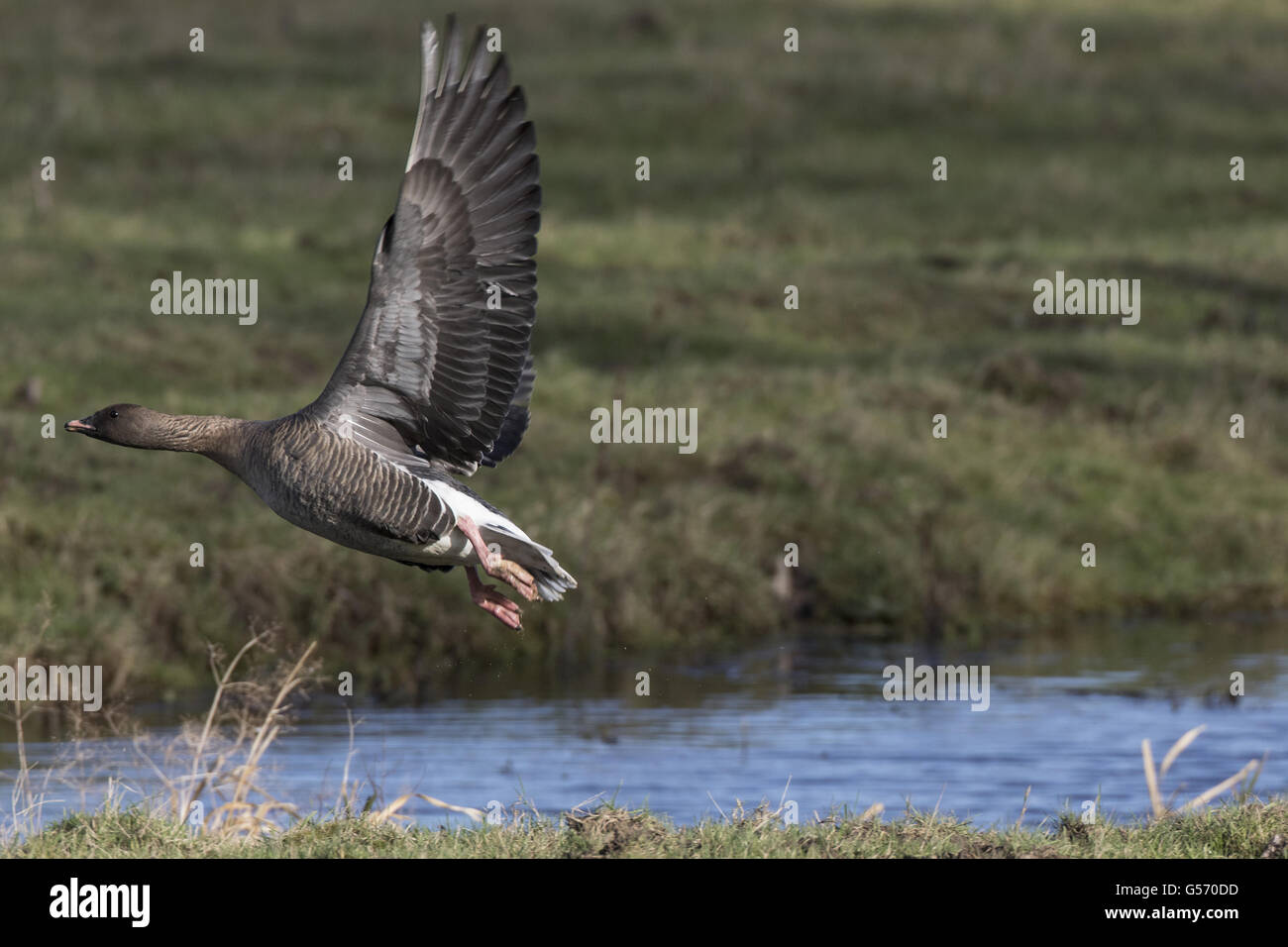 Pink footed goose taking off Stock Photo - Alamy