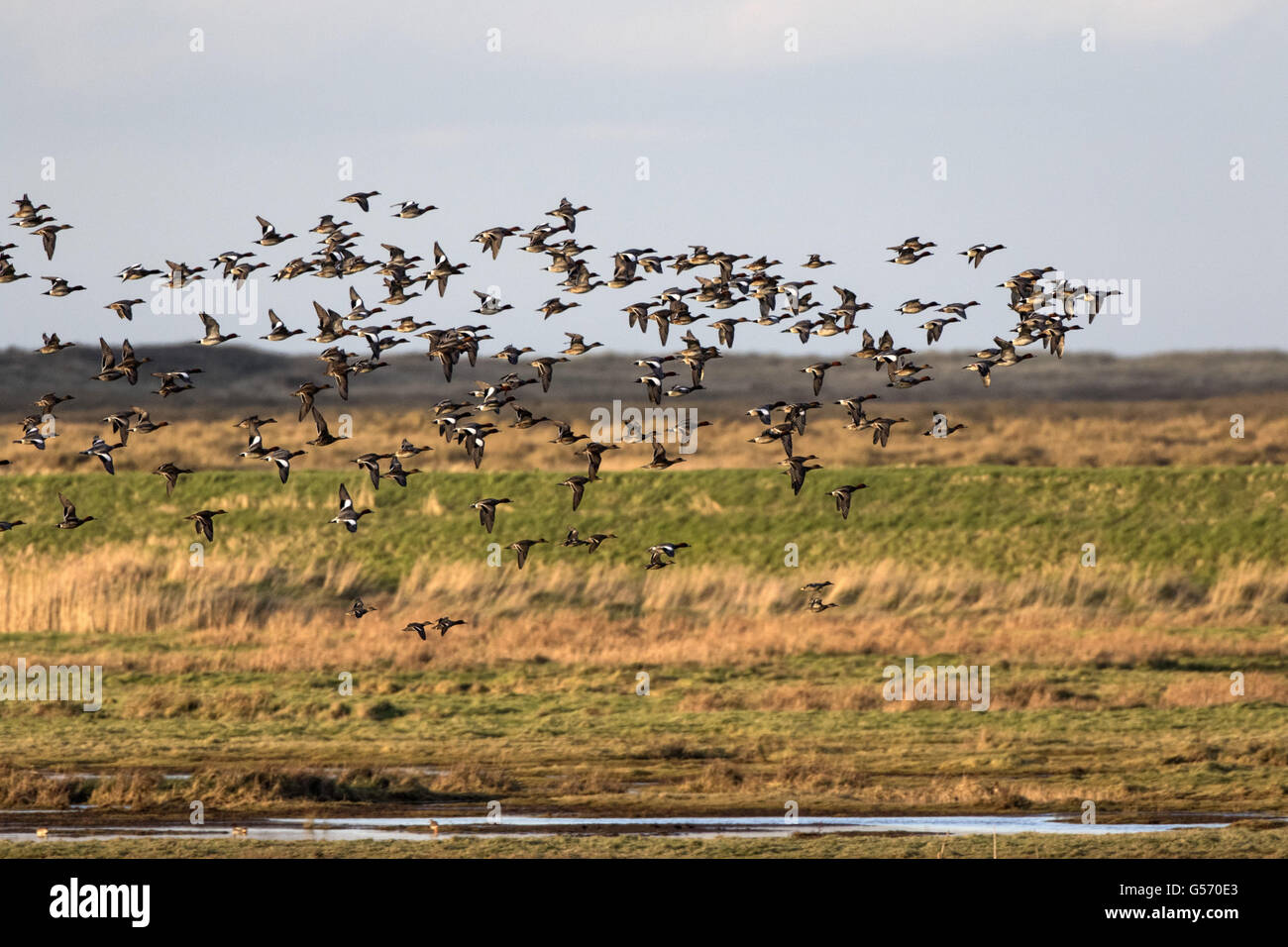 Eurasian Wigeon Flock flight at Deepdale Marsh Norfolk Stock Photo - Alamy