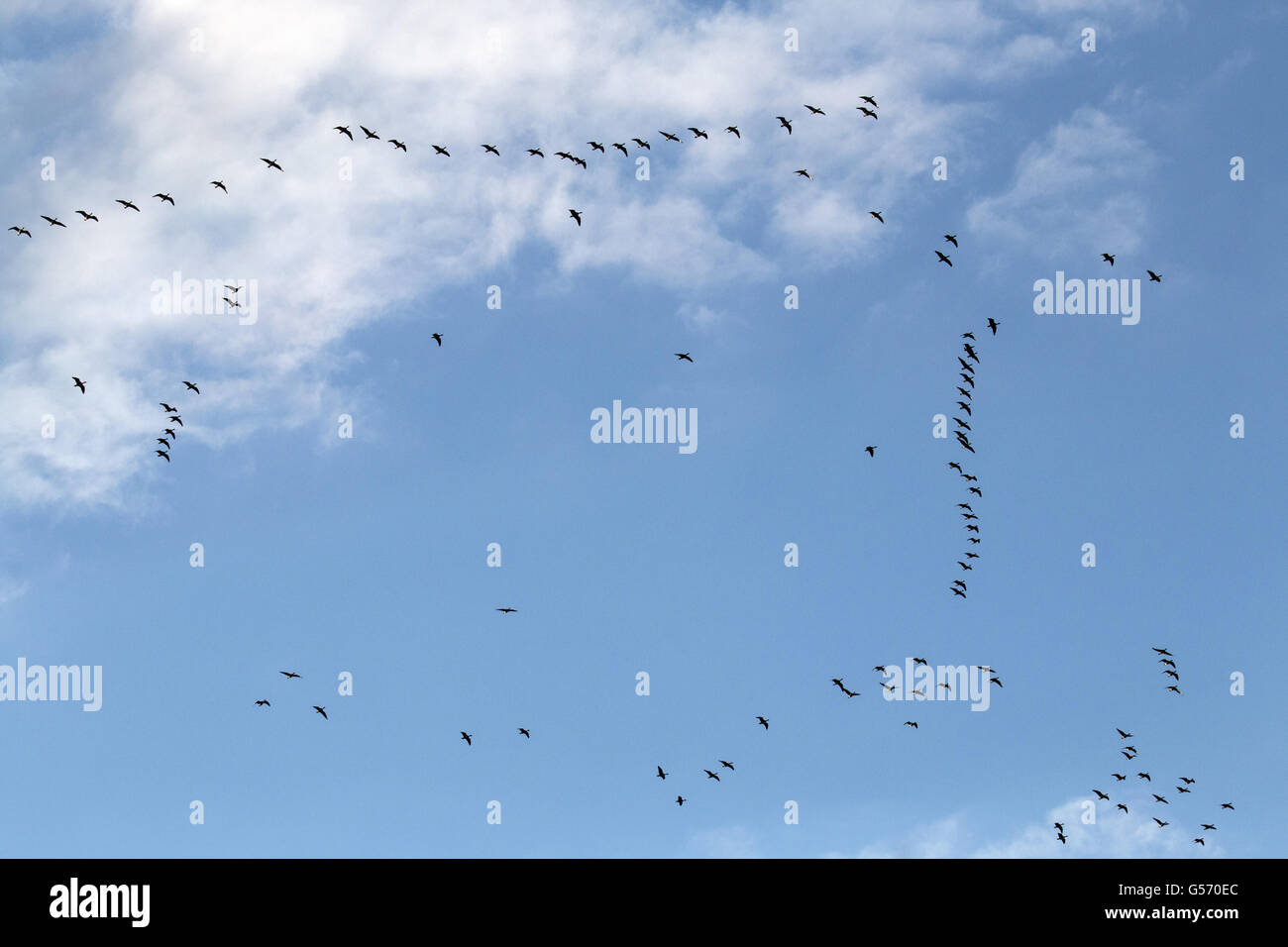 V formation of migrating Pink footed Geese, Norfolk Stock Photo - Alamy