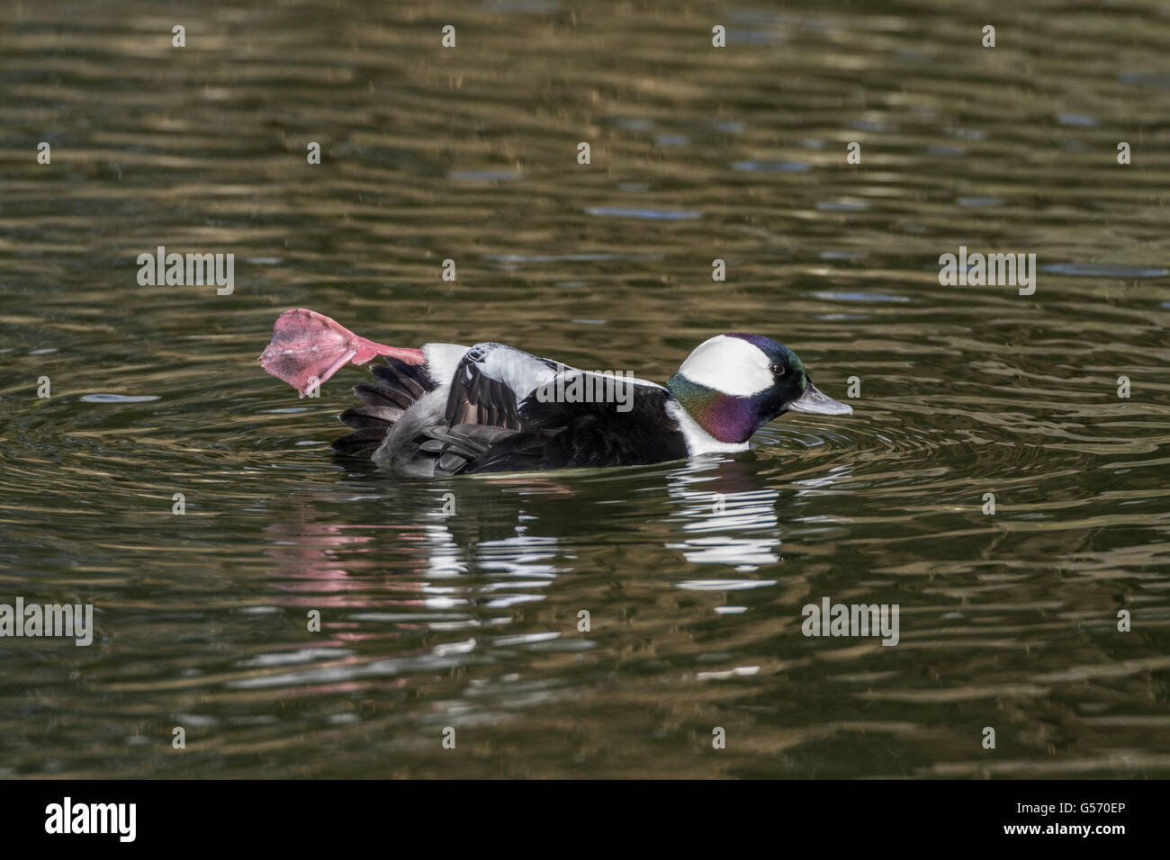 Bufflehead adult male, wing stretching Stock Photo - Alamy