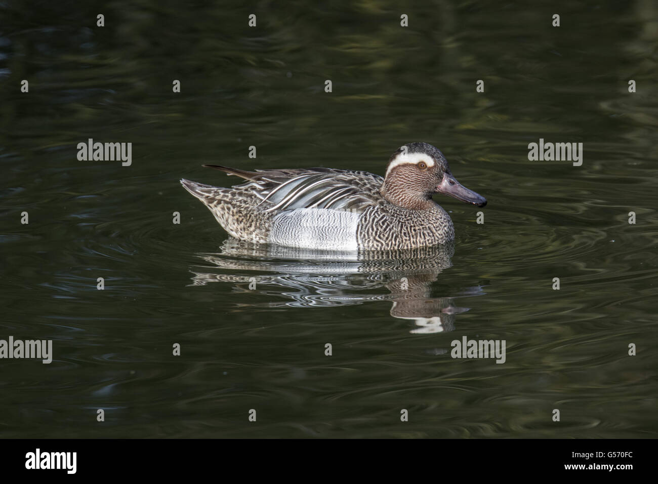 Pinioned hi-res stock photography and images - Alamy