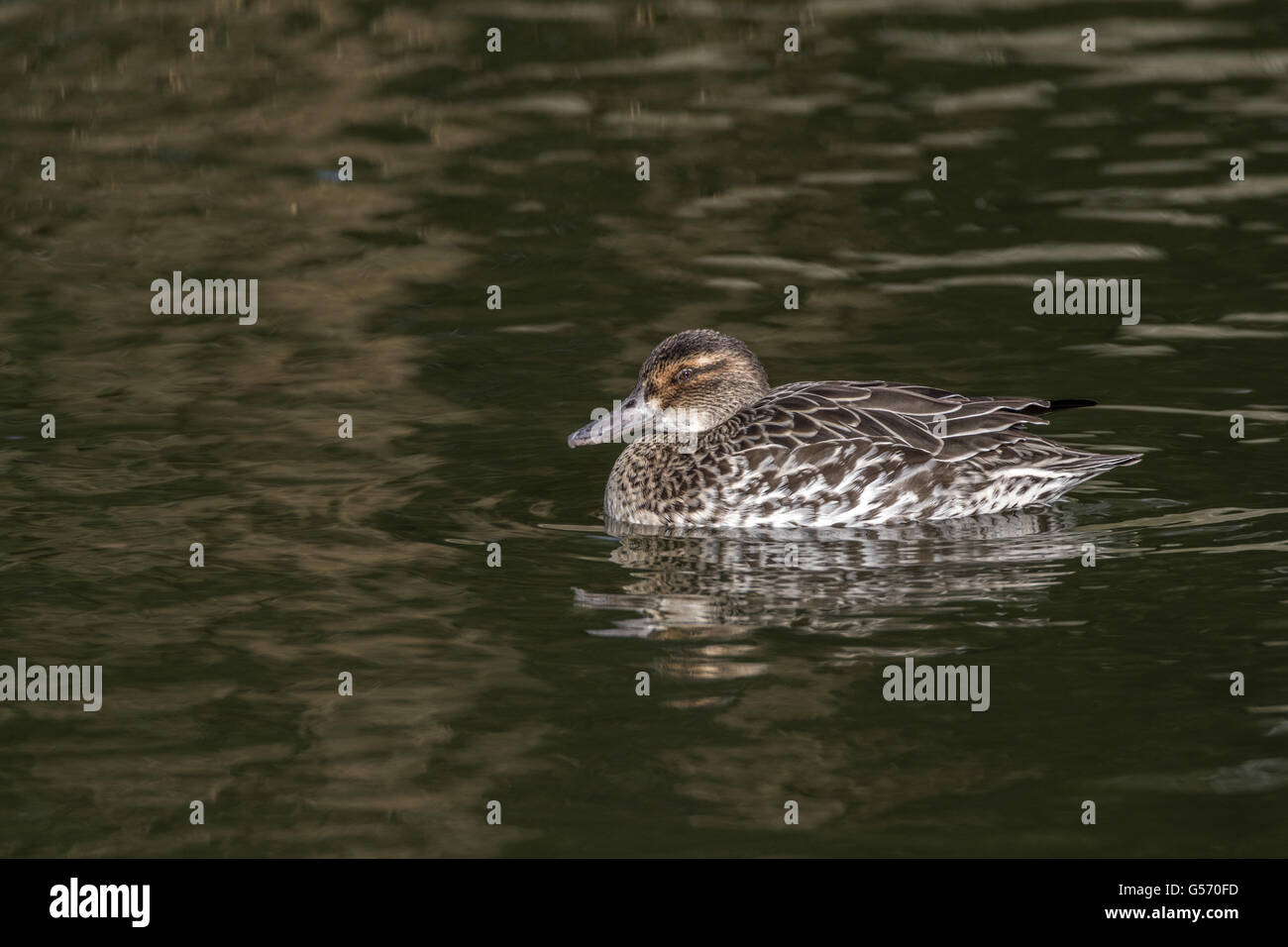 Garganey female duck, captive and pinioned Stock Photo - Alamy