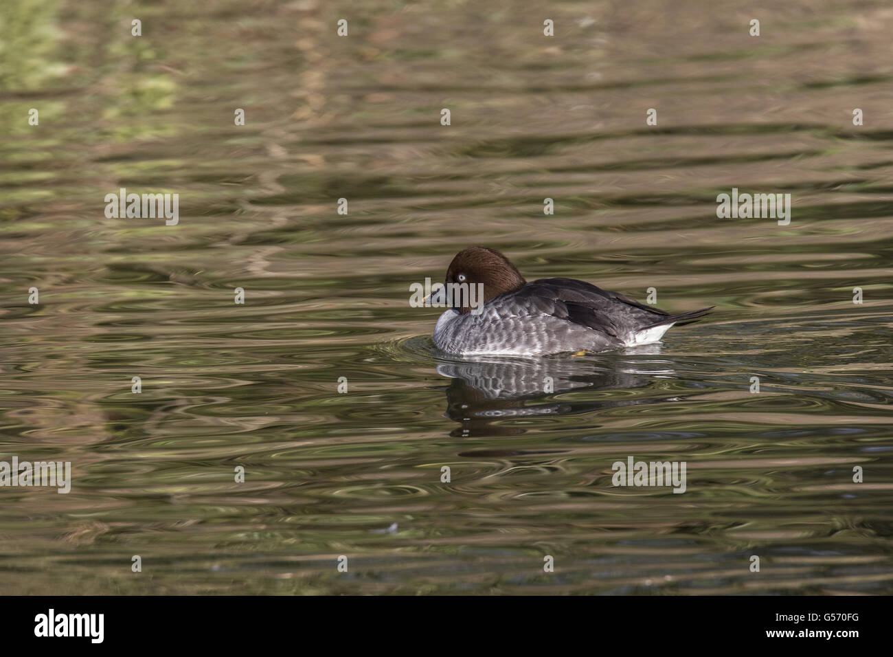 Female Common Goldeneye, A captive pinioned bird Stock Photo - Alamy