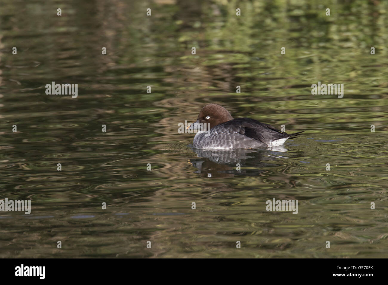A captive pinioned bird hi-res stock photography and images - Alamy