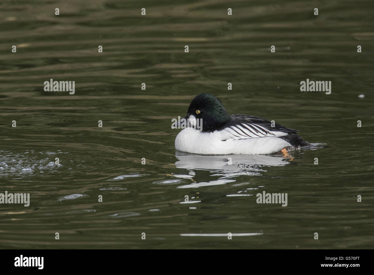 Male Common Goldeneye, A captive pinioned bird Stock Photo - Alamy