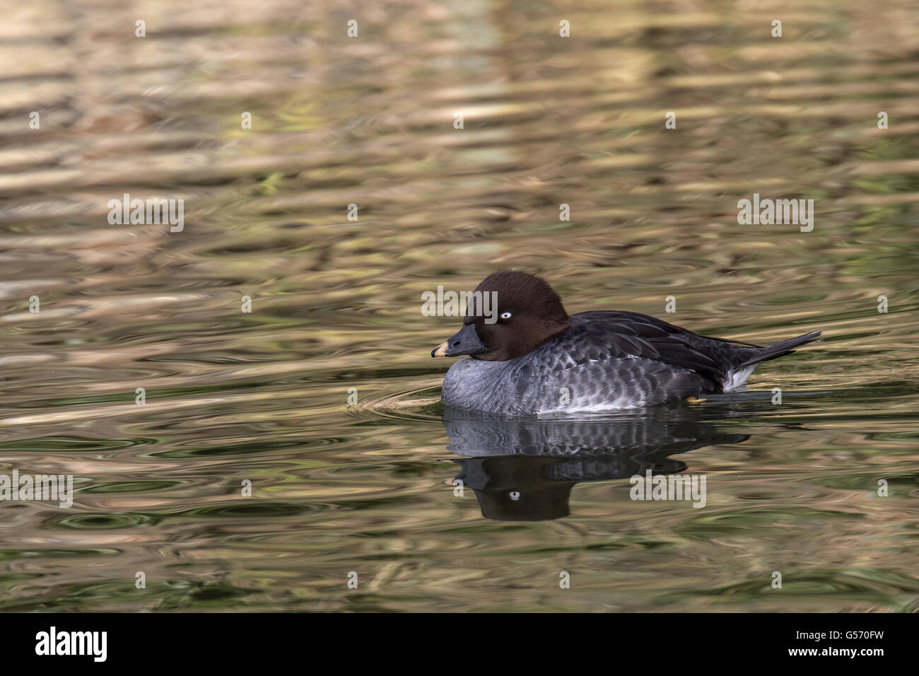 Female Common Goldeneye, A captive pinioned bird Stock Photo - Alamy