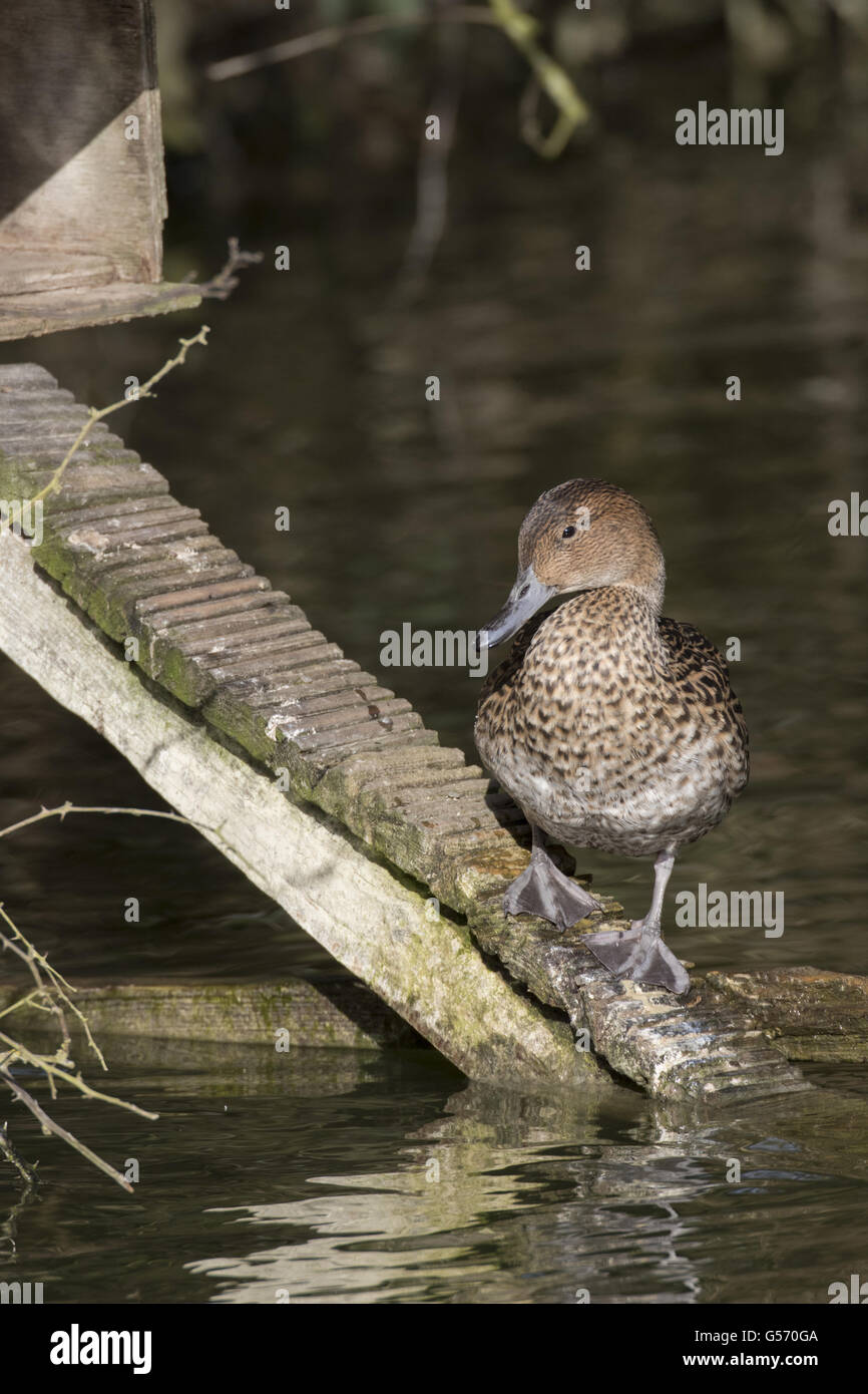 Pintail duck, female - captive bird Stock Photo - Alamy