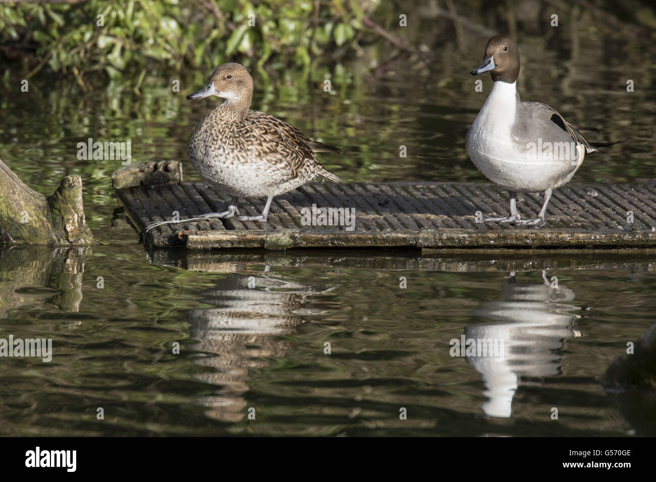 Pintail duck, male and female - captive birds Stock Photo - Alamy