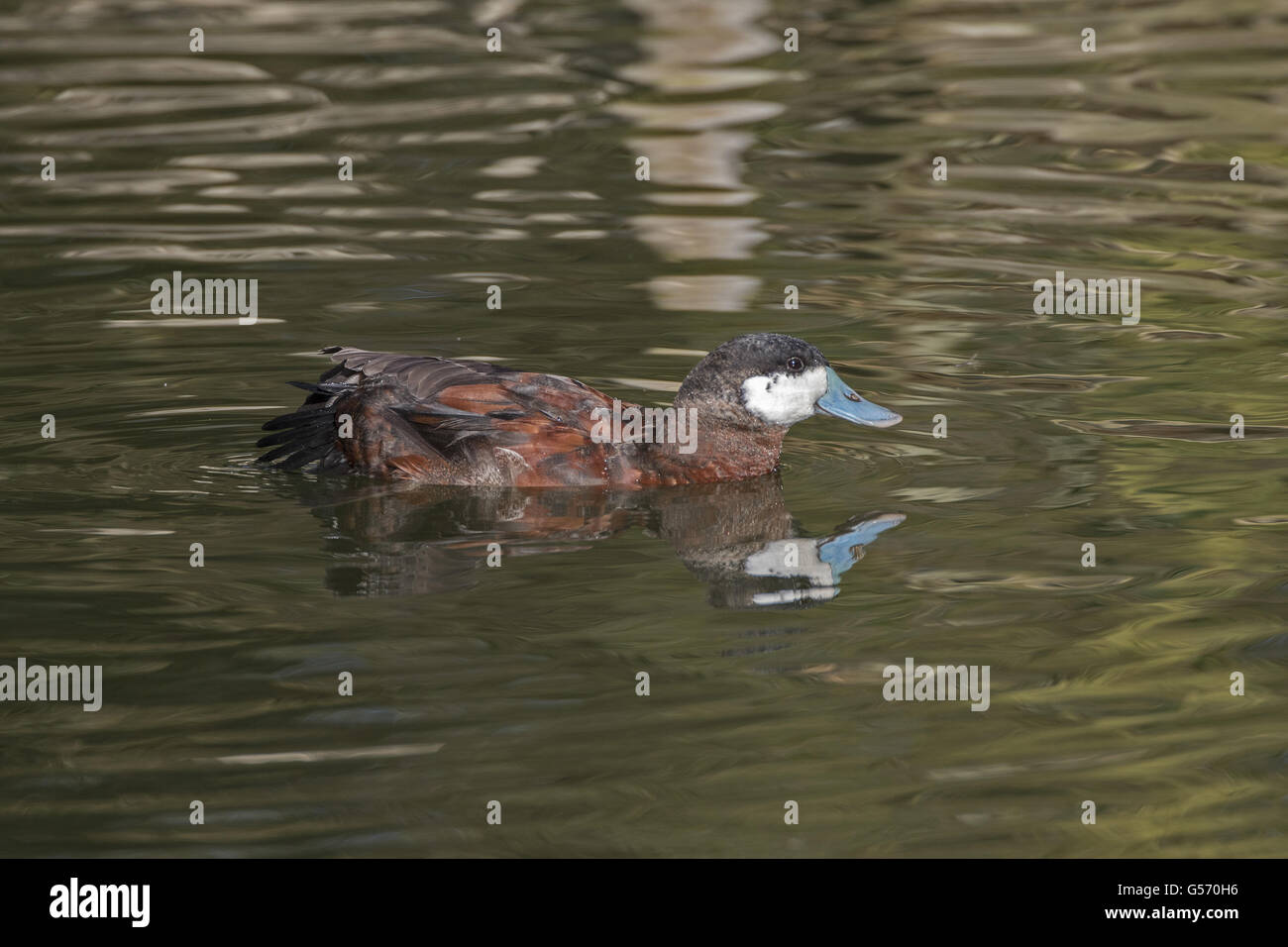 Ruddy Duck, male Stock Photo - Alamy