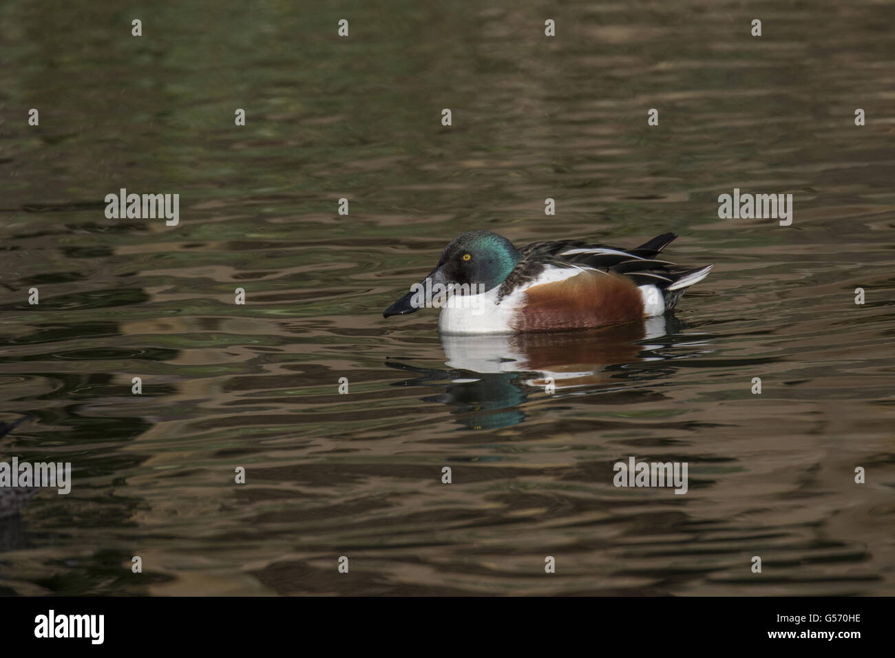 Captive pinioned bird hi-res stock photography and images - Alamy