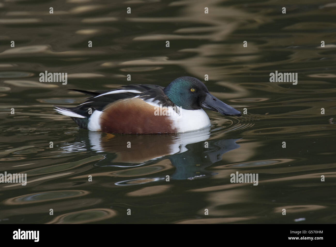 Captive pinioned bird hi-res stock photography and images - Alamy