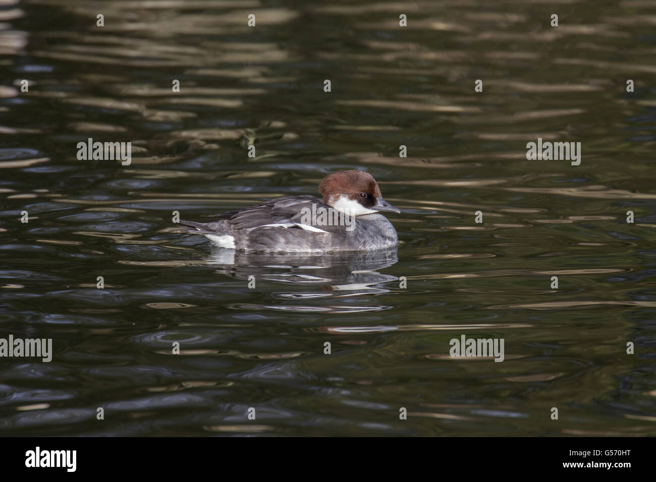 Female smew duck hi-res stock photography and images - Alamy